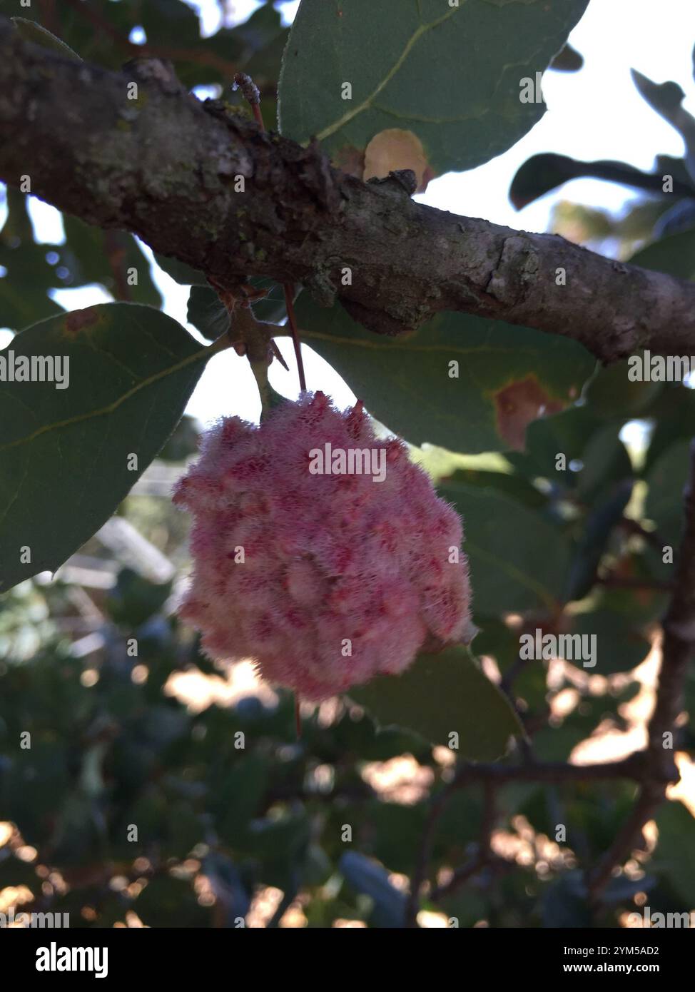 Crystalline gall wasp hi-res stock photography and images - Alamy