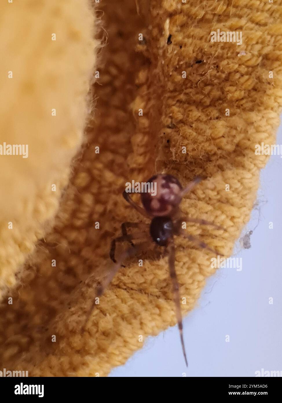Triangulate Combfoot (Steatoda triangulosa Stock Photo - Alamy
