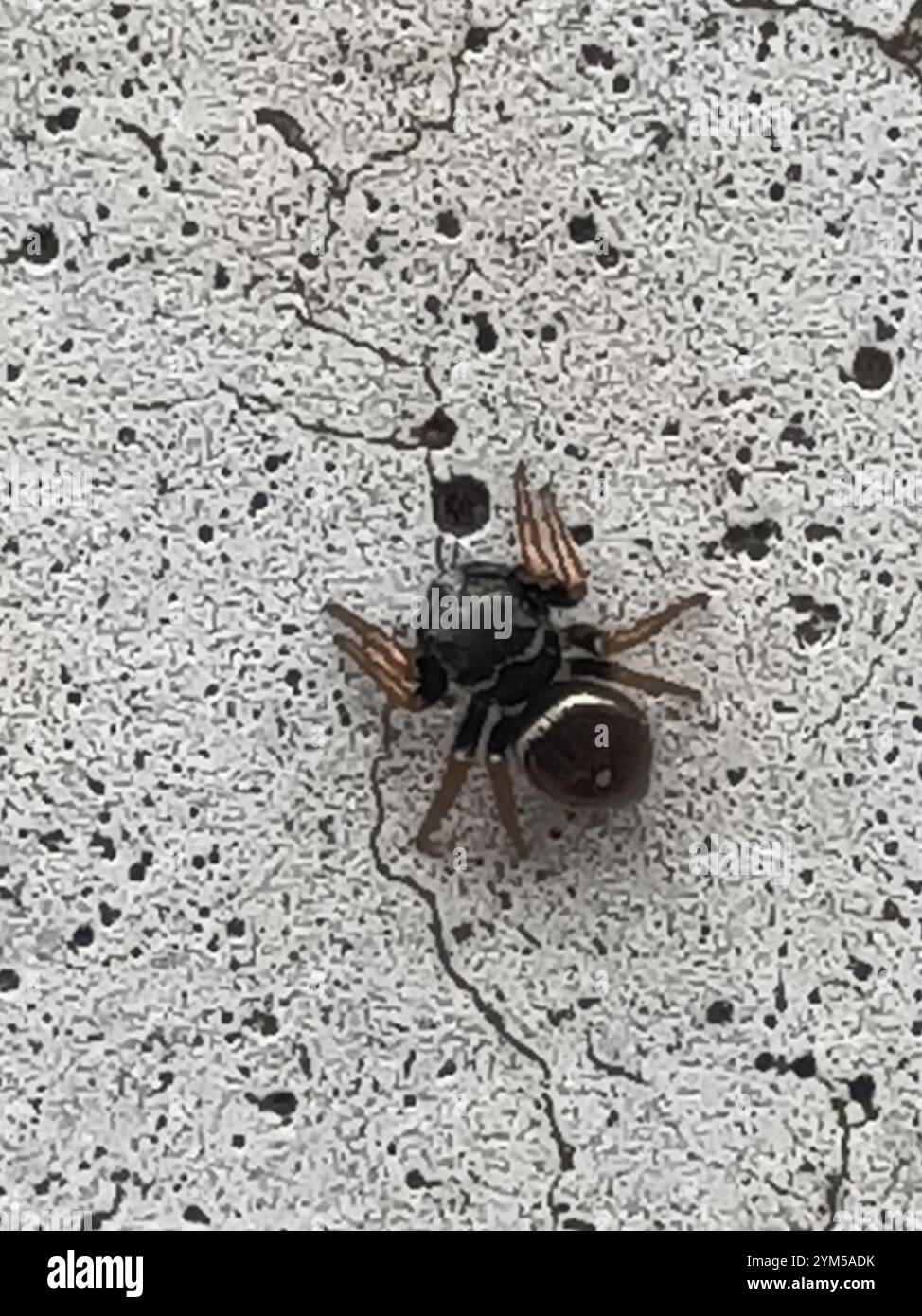 Ant-eater Jumping Spider (Zenodorus orbiculatus Stock Photo - Alamy