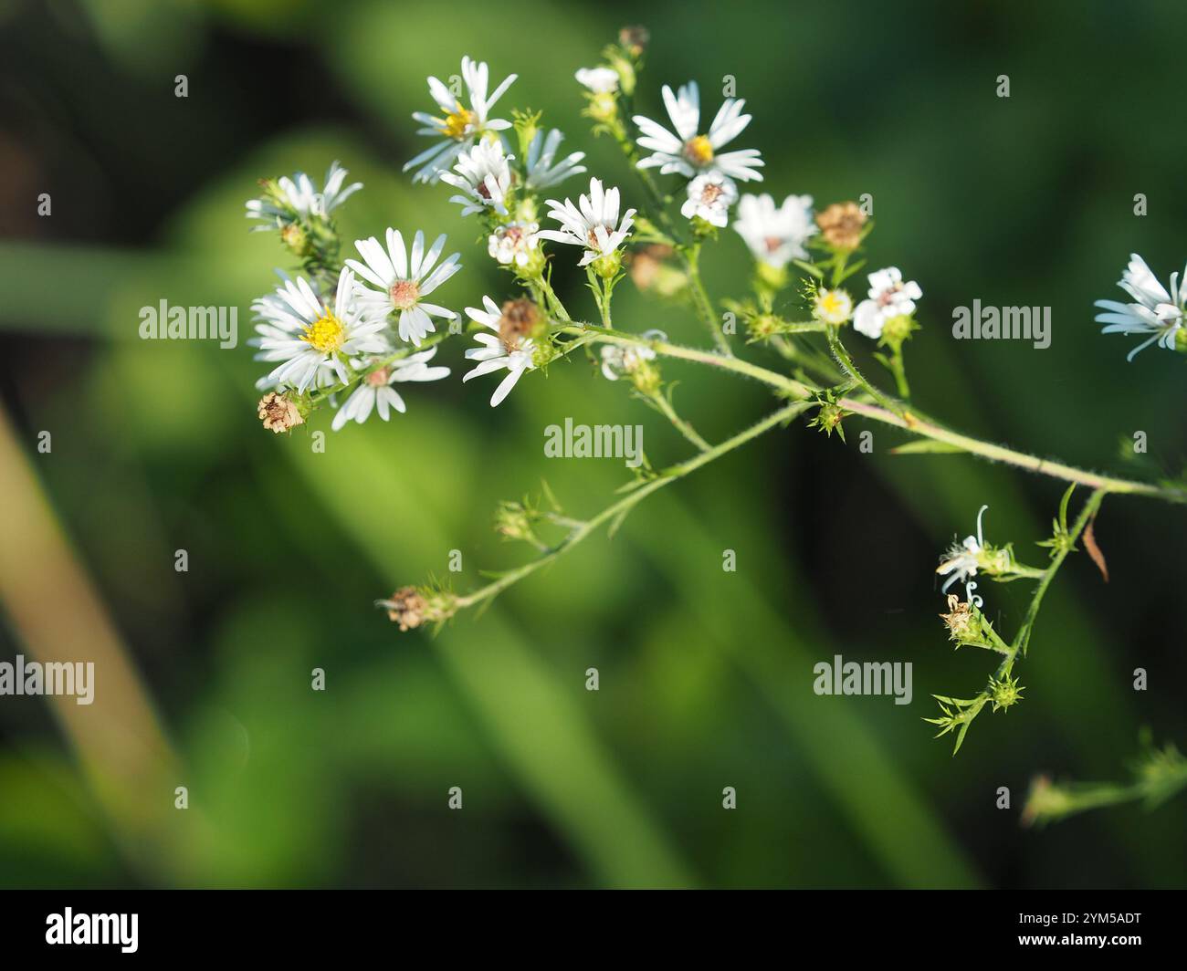 hairy white oldfield aster (Symphyotrichum pilosum Stock Photo - Alamy
