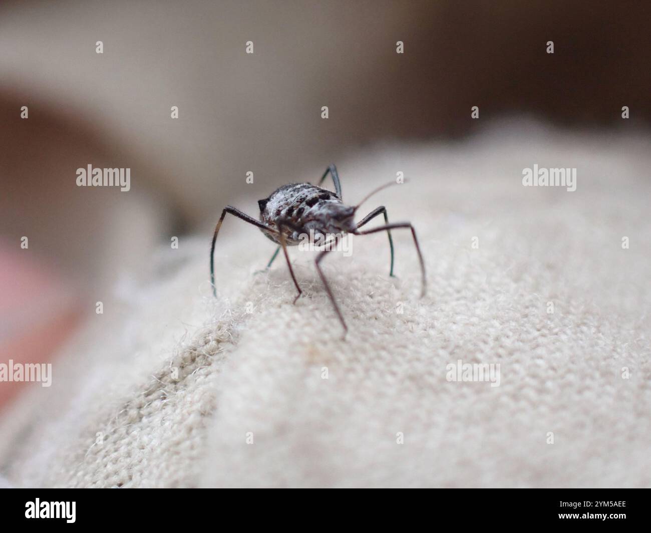 Giant Conifer Aphids (Cinara Stock Photo - Alamy