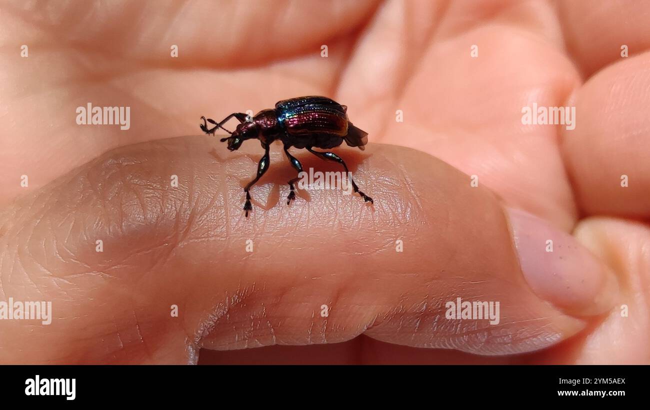 Leaf-rolling Weevils (Attelabidae Stock Photo - Alamy