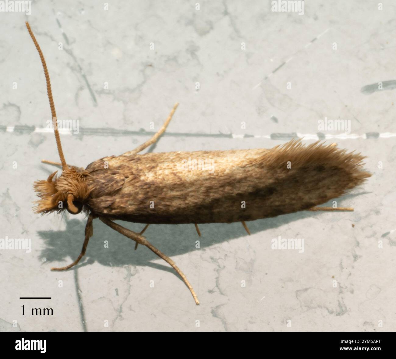 Fungus Moths, Clothes Moths, & Allies (Tineidae Stock Photo - Alamy