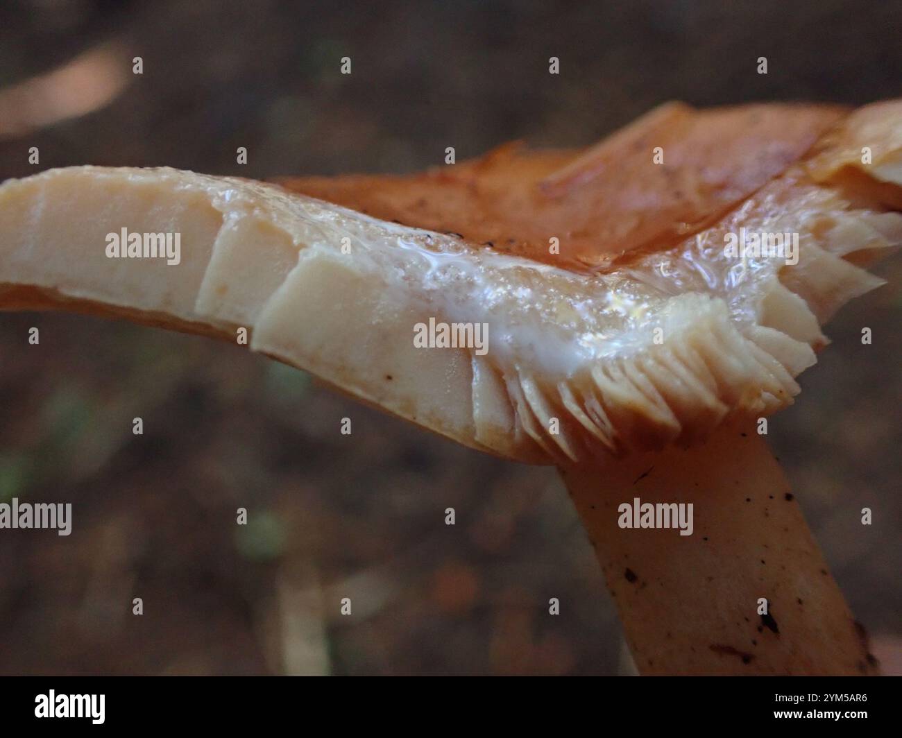 Rufous milkcap hi-res stock photography and images - Alamy