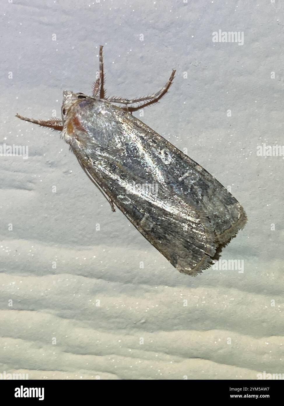 Variegated Cutworm Moth (Peridroma saucia Stock Photo - Alamy