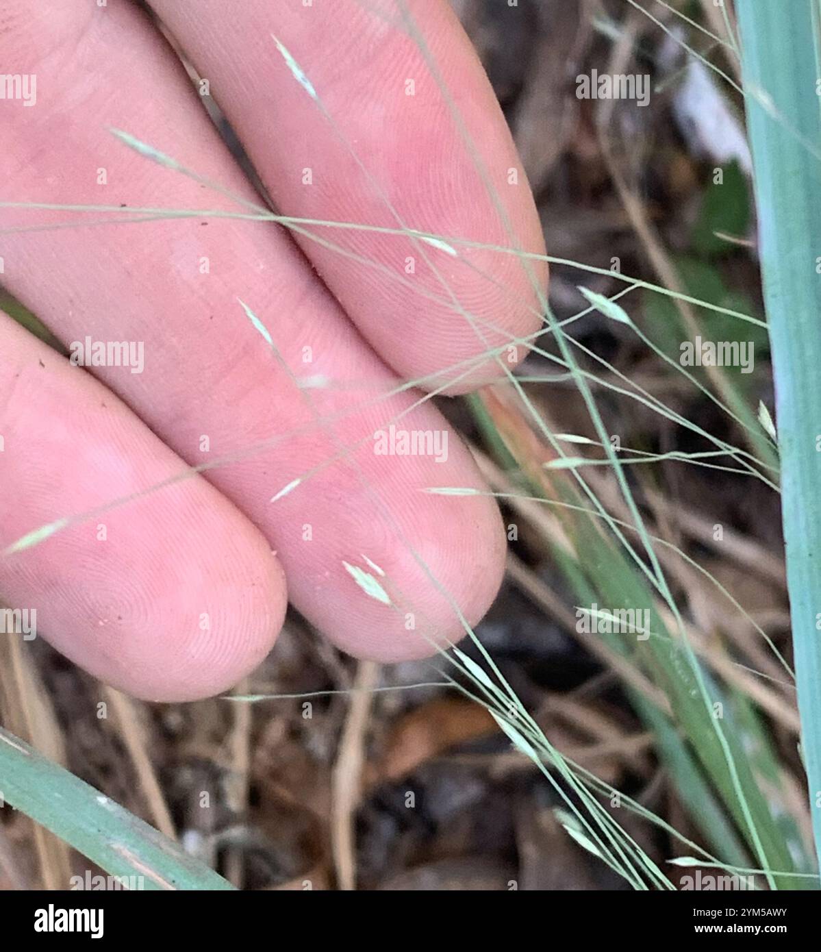 Elliott's lovegrass (Eragrostis elliottii Stock Photo - Alamy