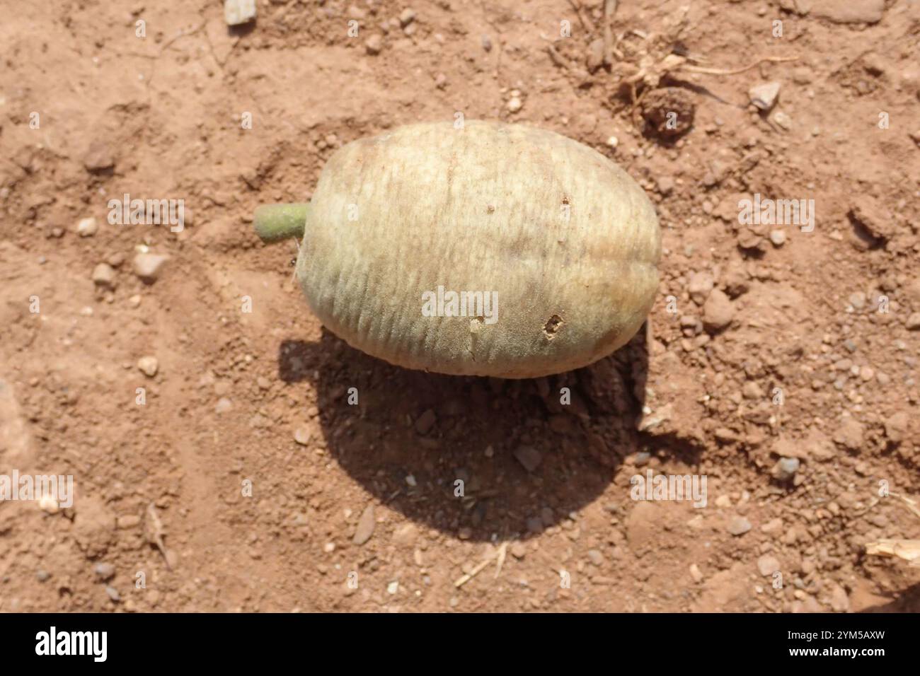 greenthorn (Balanites maughamii Stock Photo - Alamy