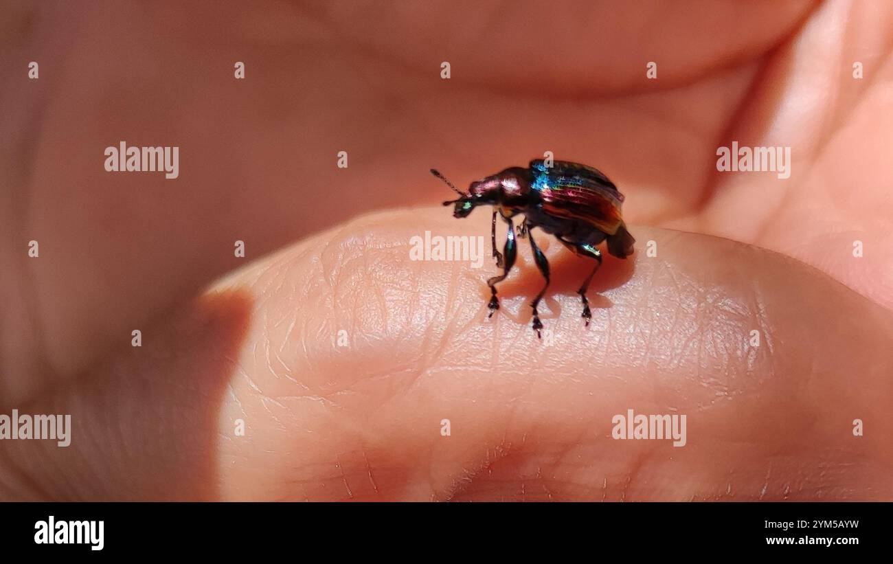 Leaf-rolling Weevils (Attelabidae Stock Photo - Alamy