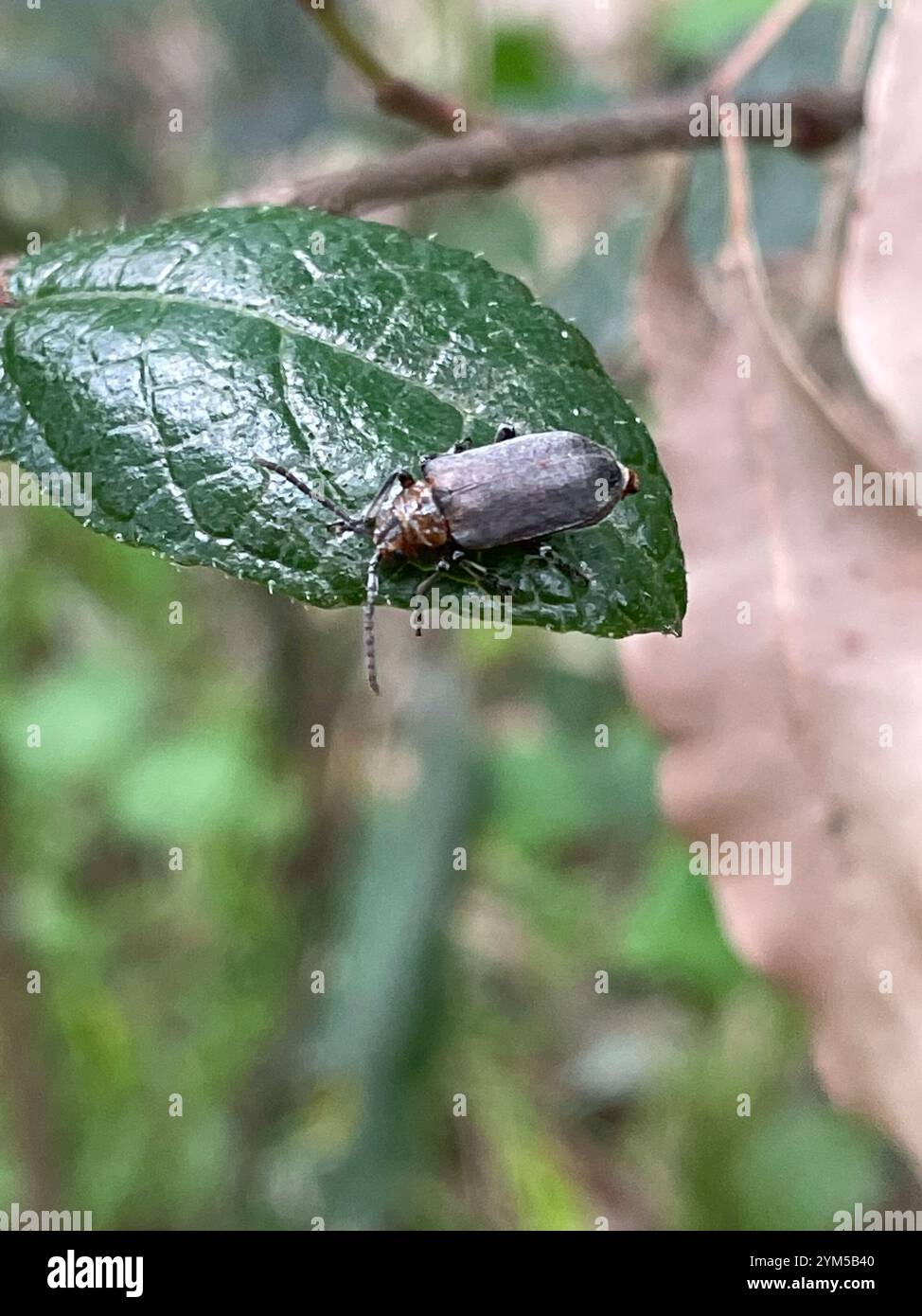 Water, Rove, Scarab, Long-horned, Leaf, and Snout Beetles (Polyphaga ...