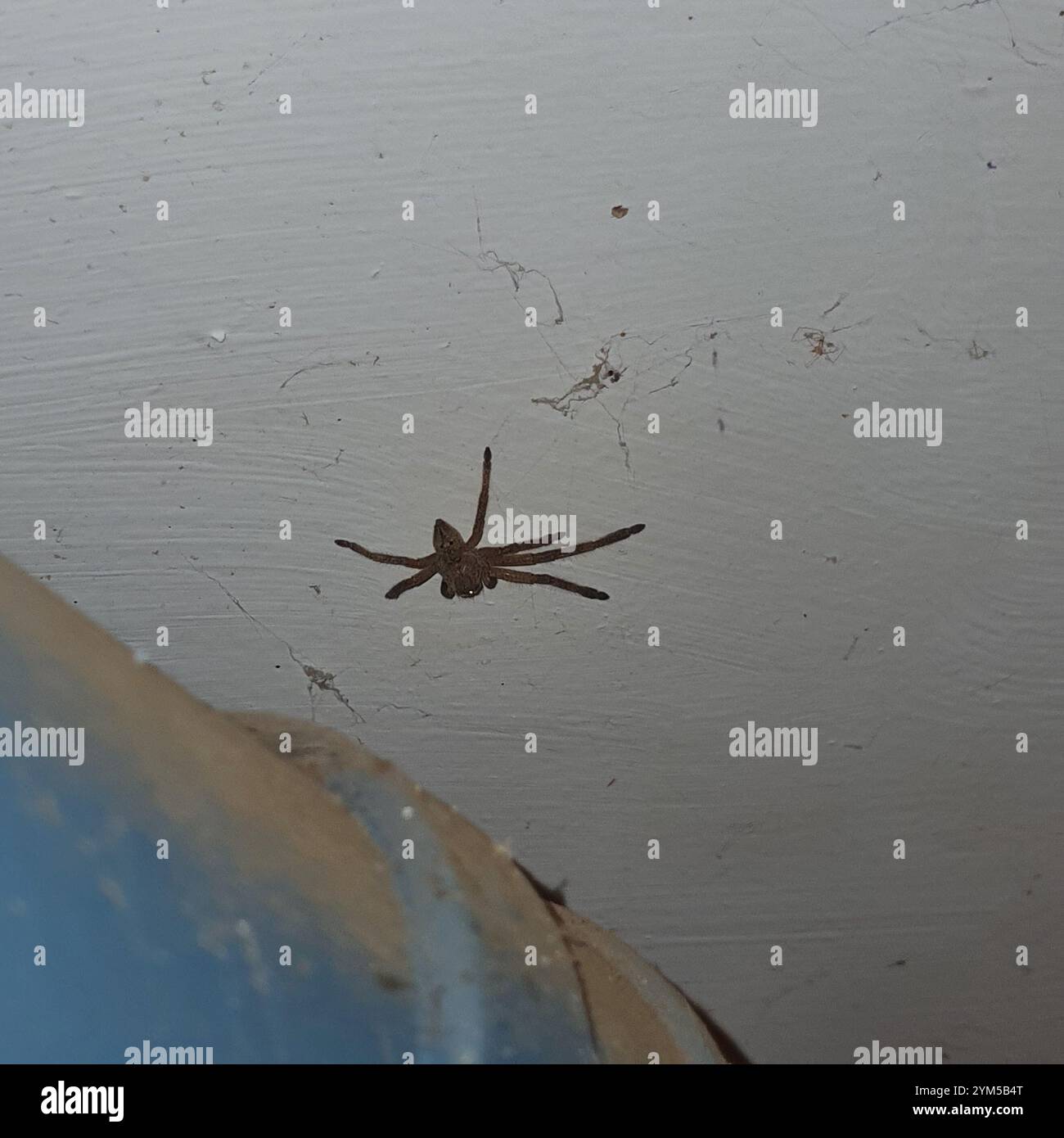 Badge Huntsman Spiders (Neosparassus Stock Photo - Alamy