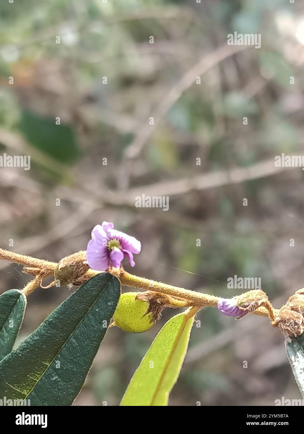 Purple Bush Pea (Hovea acutifolia Stock Photo - Alamy