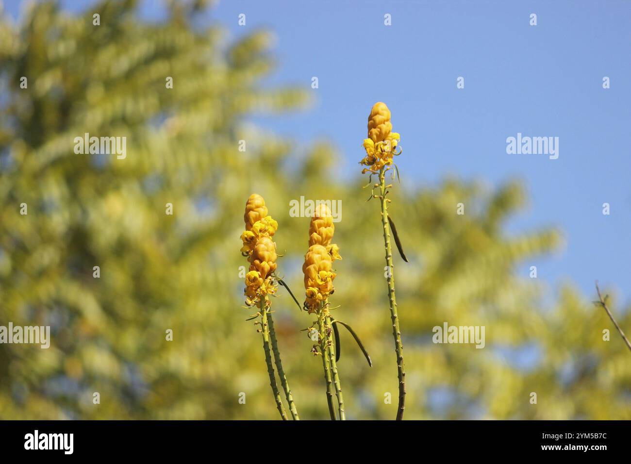 reticulate senna (Senna reticulata Stock Photo - Alamy