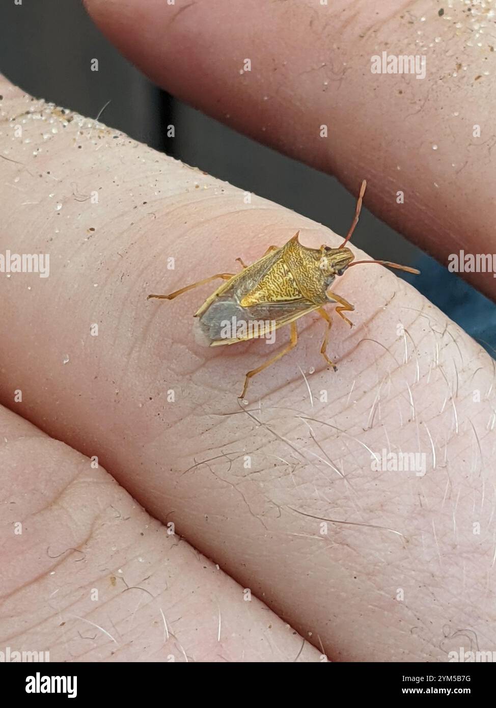 Rice stink bug hi-res stock photography and images - Alamy