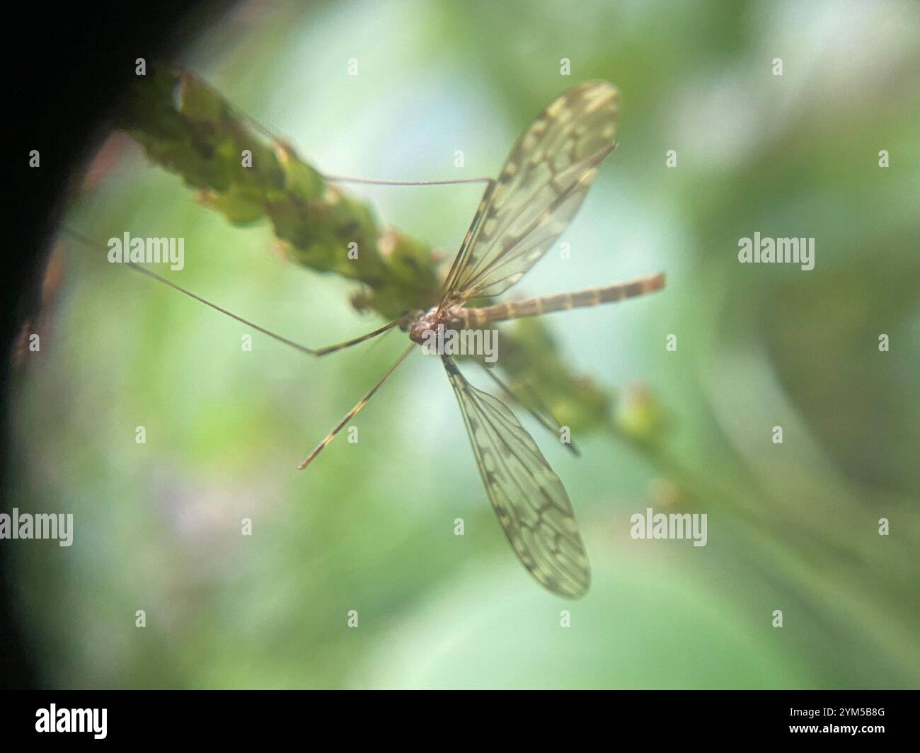 Sixspot Cranefly (Limonia nubeculosa Stock Photo - Alamy