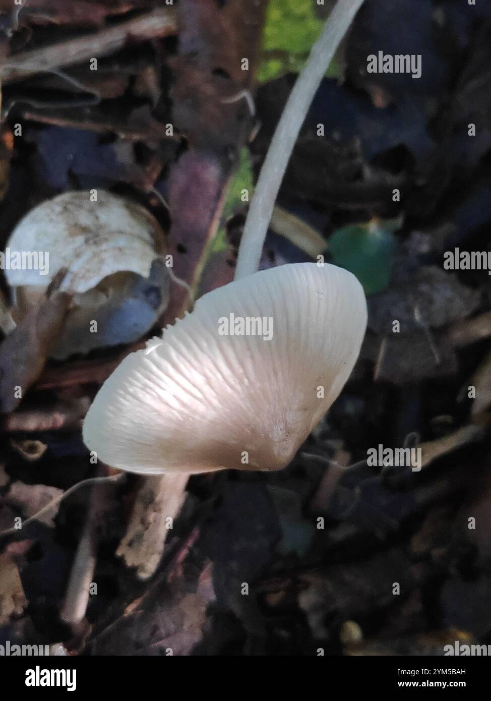 common bonnet (Mycena galericulata Stock Photo - Alamy