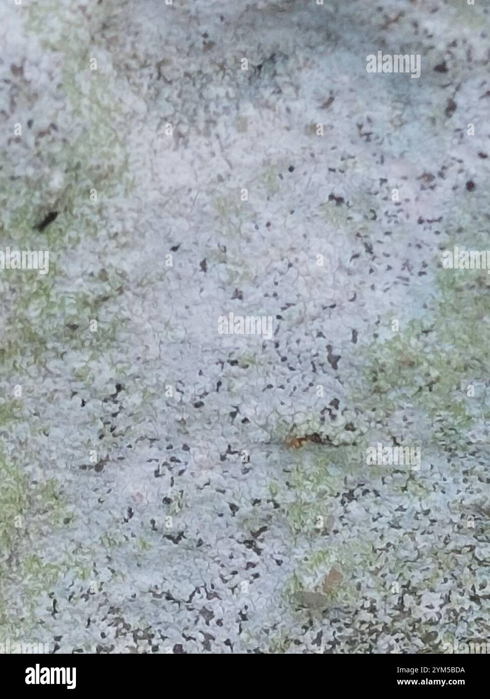 Whitewash Lichen (Phlyctis argena Stock Photo - Alamy