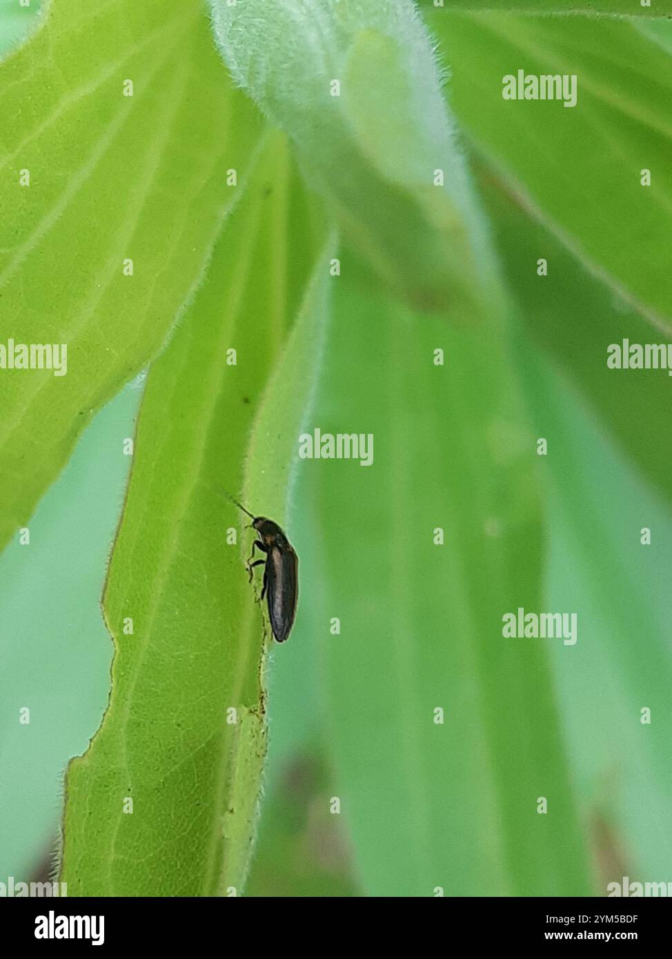 Click Beetles (Elateridae Stock Photo - Alamy