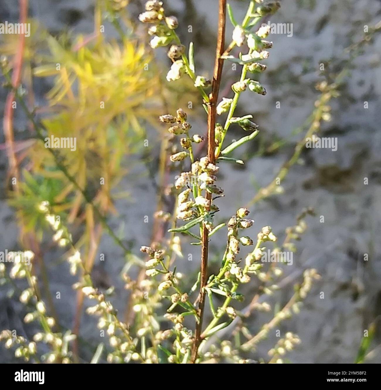 Field Sagewort (Artemisia campestris Stock Photo - Alamy