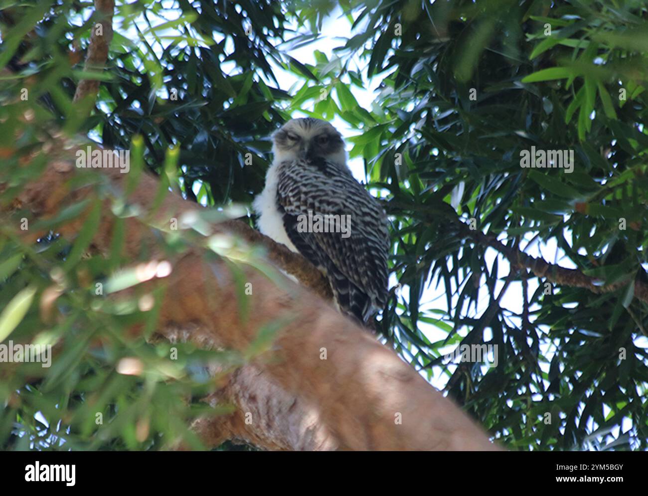 Powerful Owl (Ninox strenua Stock Photo - Alamy