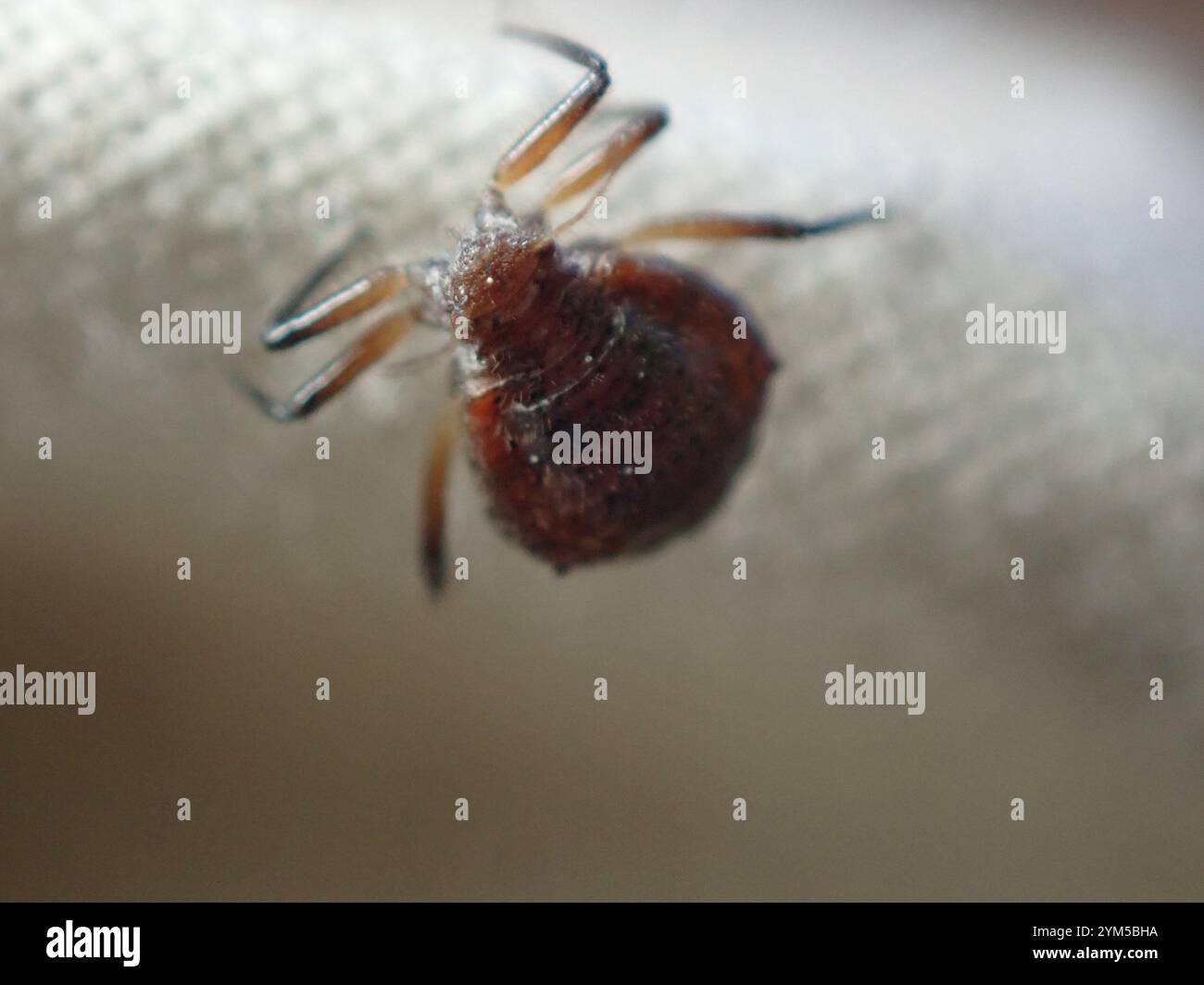 Giant Conifer Aphids (Cinara Stock Photo - Alamy