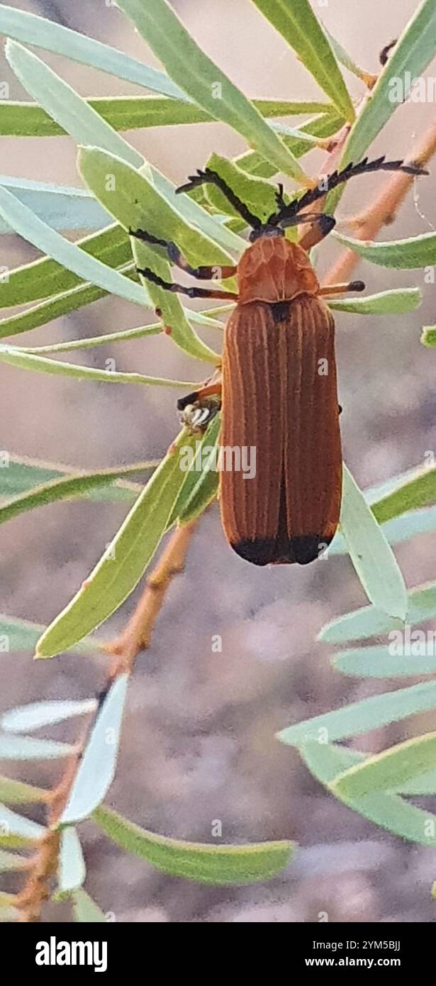 Net-winged Beetles (Lycidae Stock Photo - Alamy