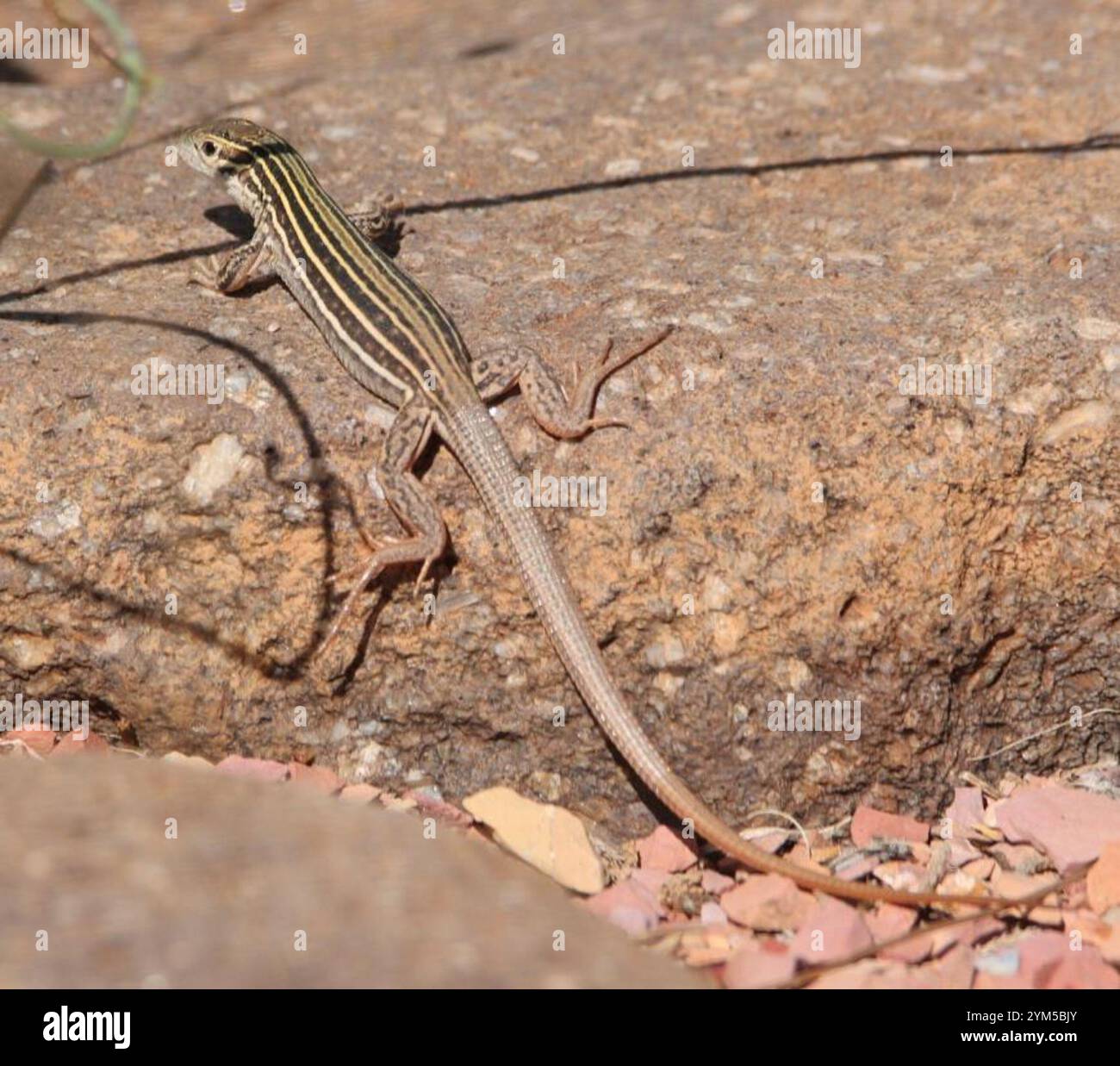 Common Spotted Whiptail (Aspidoscelis gularis Stock Photo - Alamy