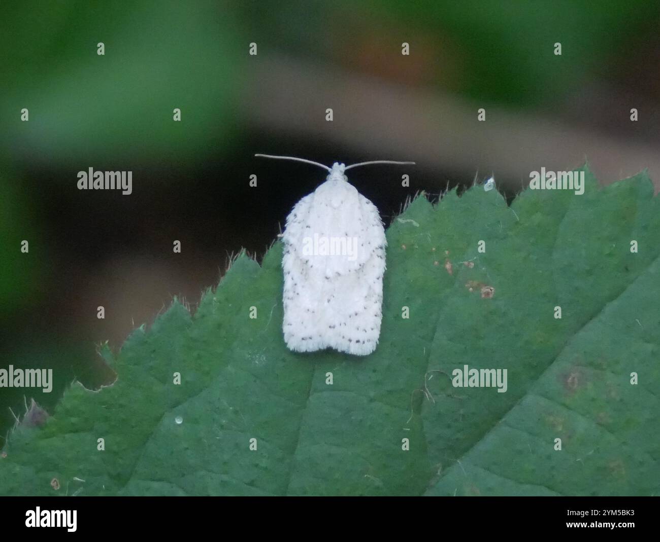 Black-headed Birch Leaffolder Moth (Acleris logiana Stock Photo - Alamy