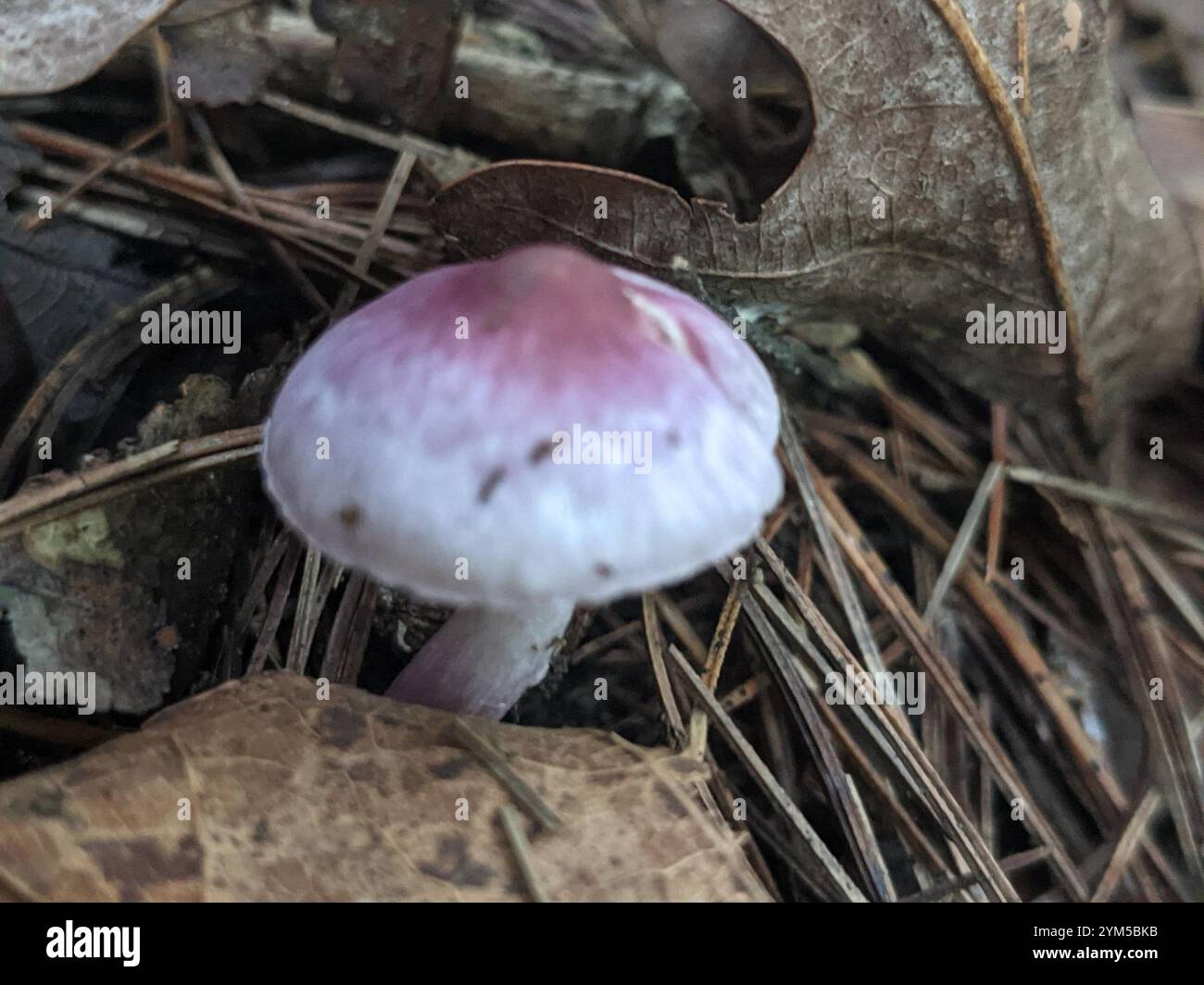 Lilac Fibrecap (Inocybe lilacina Stock Photo - Alamy