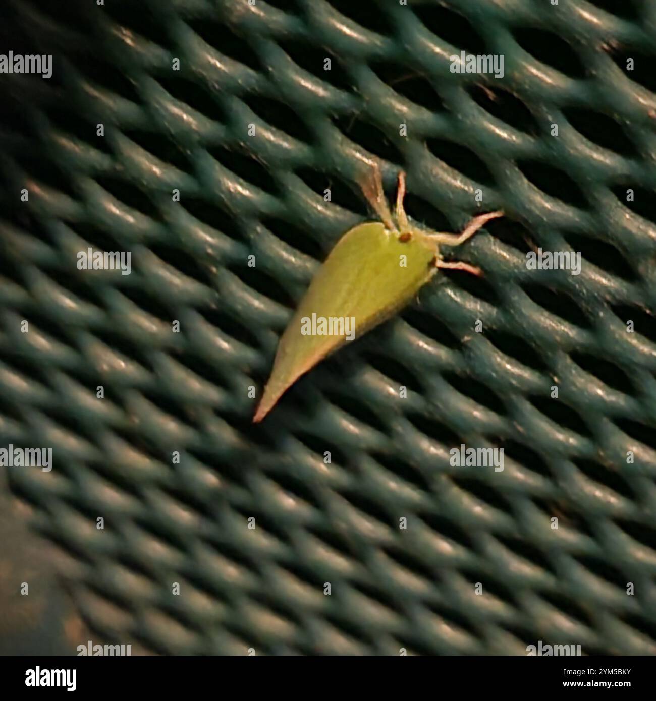 Torpedo Bug (Siphanta acuta Stock Photo - Alamy
