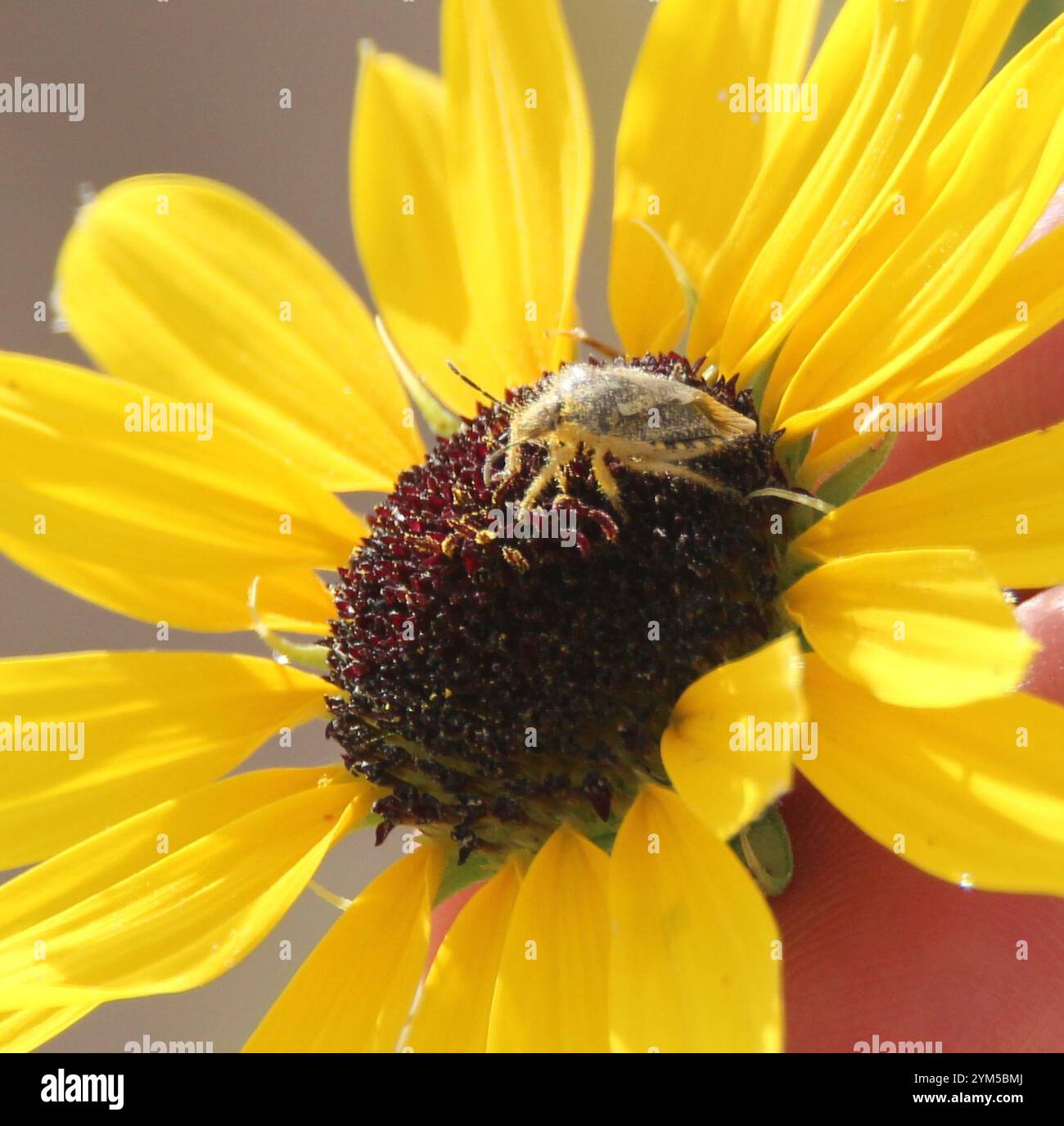 Agonoscelis puberula hi-res stock photography and images - Alamy