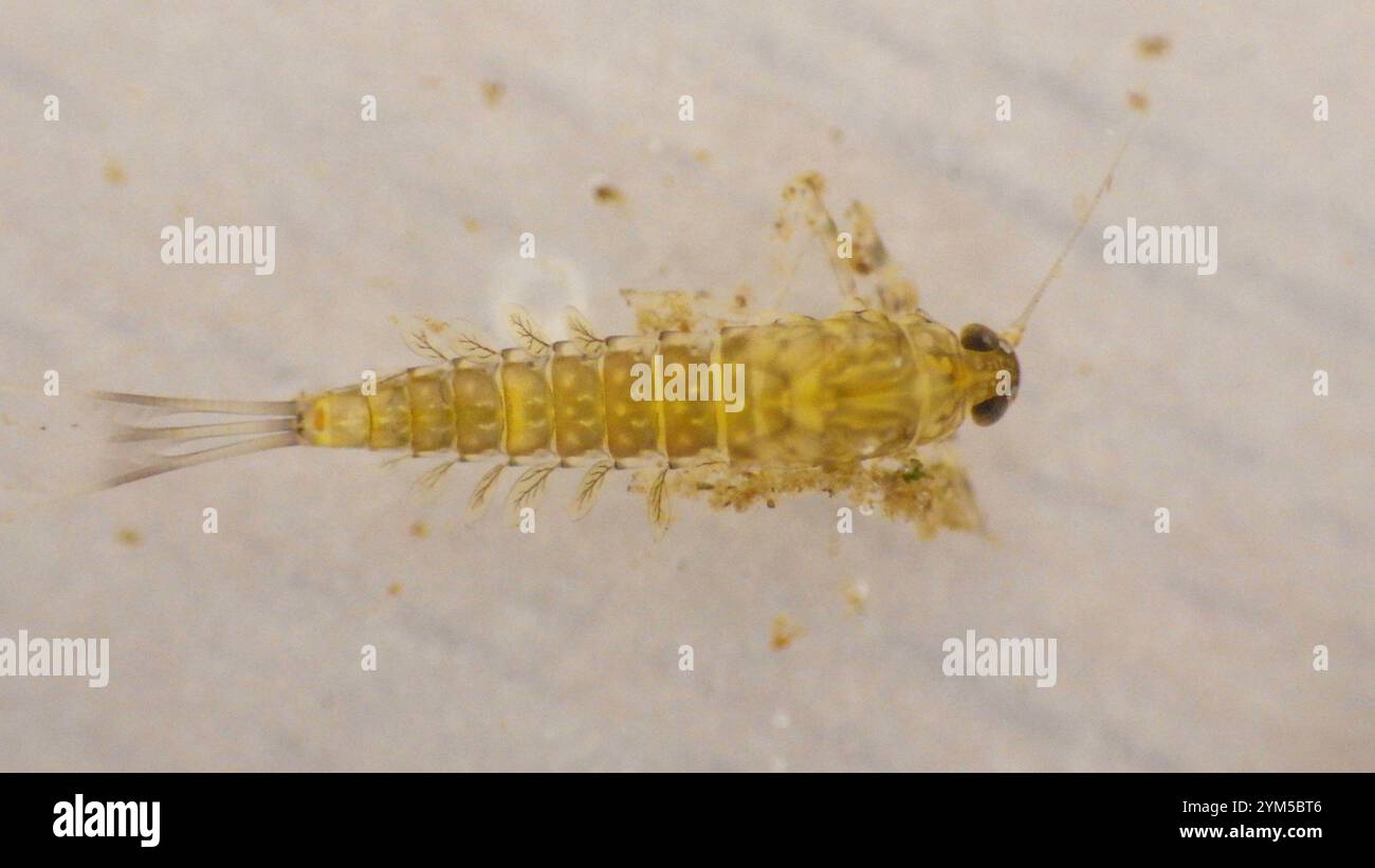 Small Mayflies (Baetidae Stock Photo - Alamy