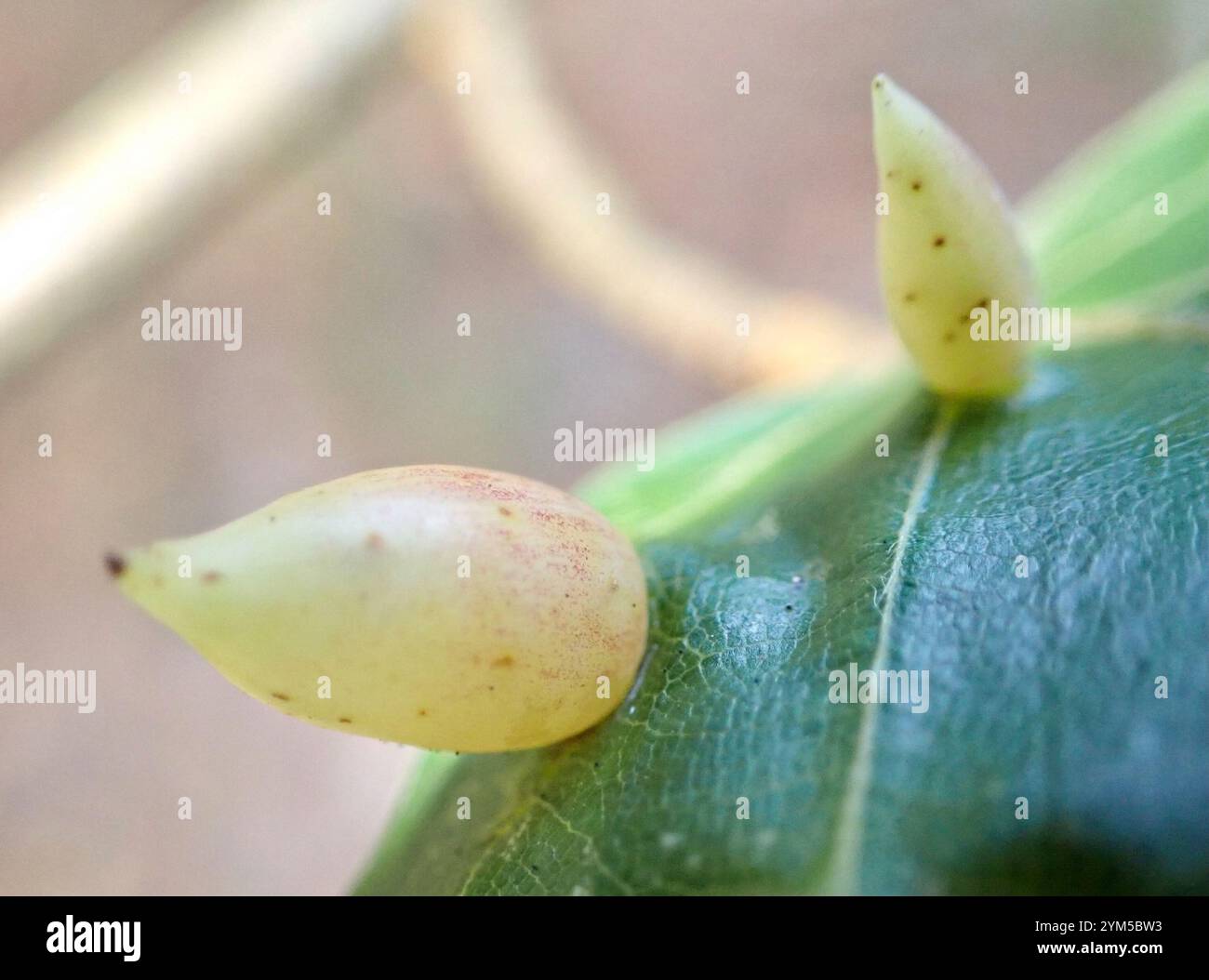 Beech Gall Midge (Mikiola fagi Stock Photo - Alamy