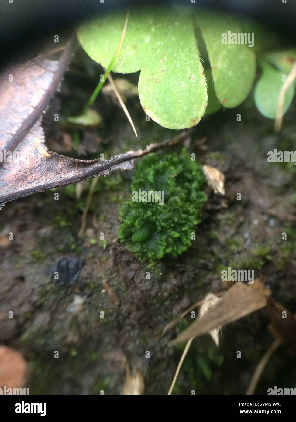 Notothylas hi-res stock photography and images - Alamy