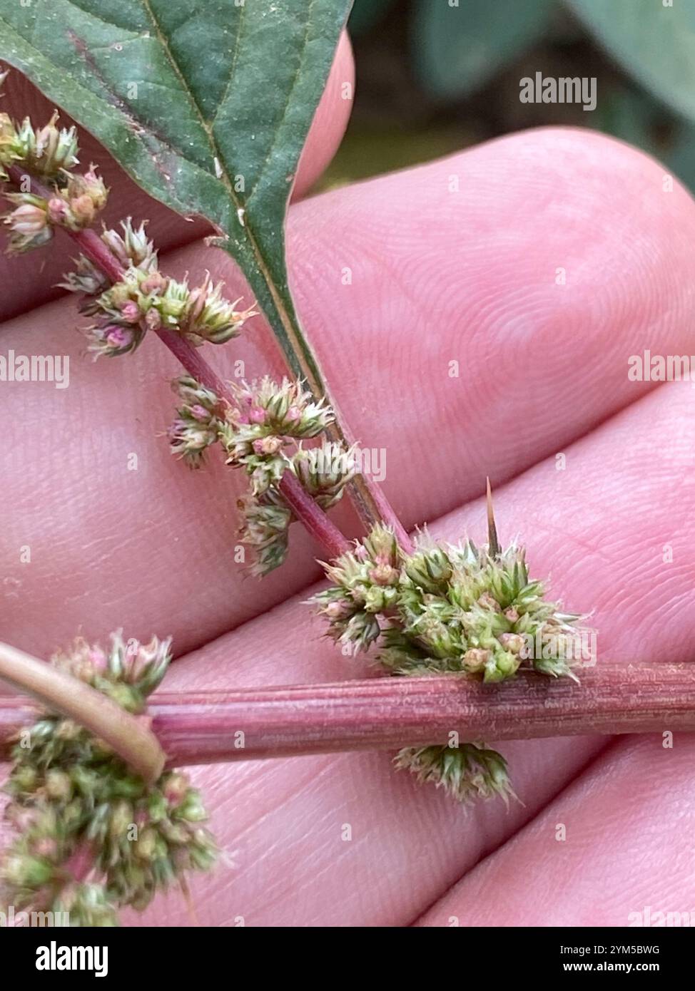 spiny amaranth (Amaranthus spinosus Stock Photo - Alamy