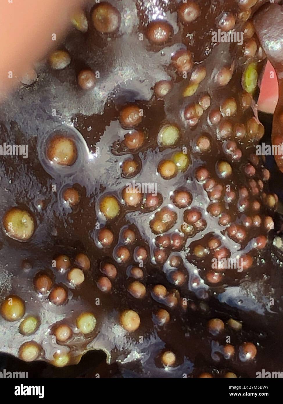 encrusting red algae (Mastocarpus Stock Photo - Alamy