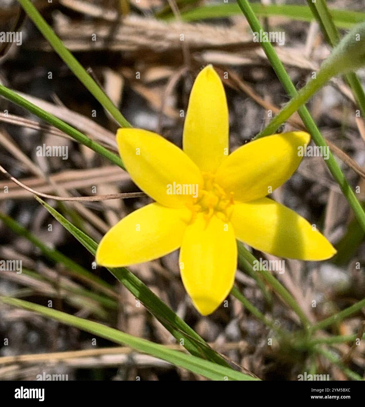 fringed star grass (Hypoxis juncea Stock Photo - Alamy