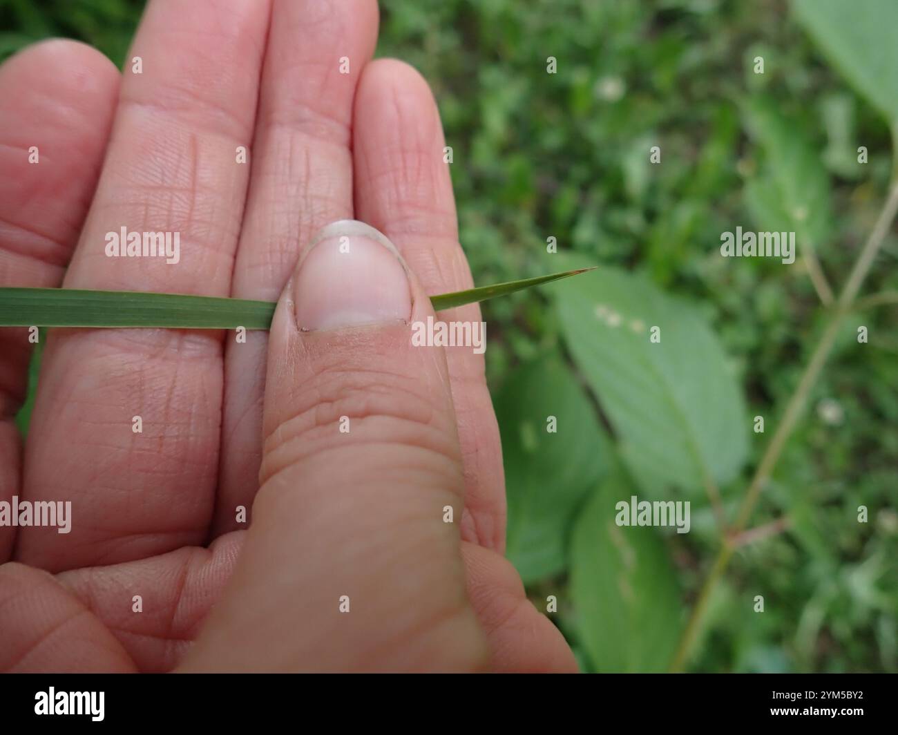 canadian bluejoint (Calamagrostis canadensis Stock Photo - Alamy