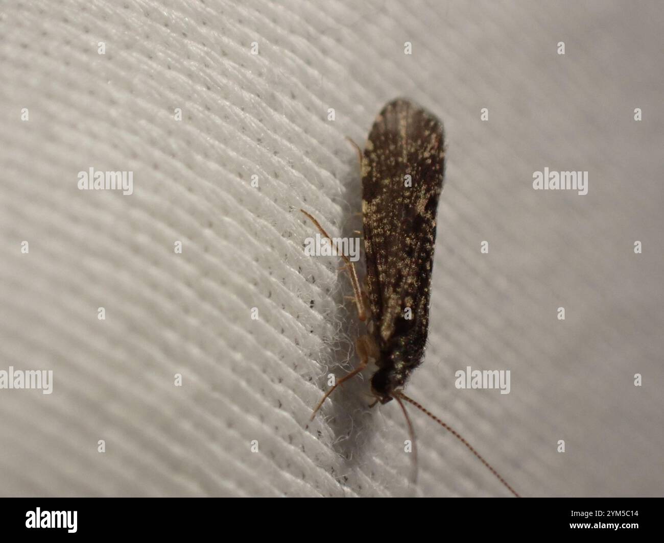 Tube Maker Caddisflies (Polycentropodidae Stock Photo - Alamy