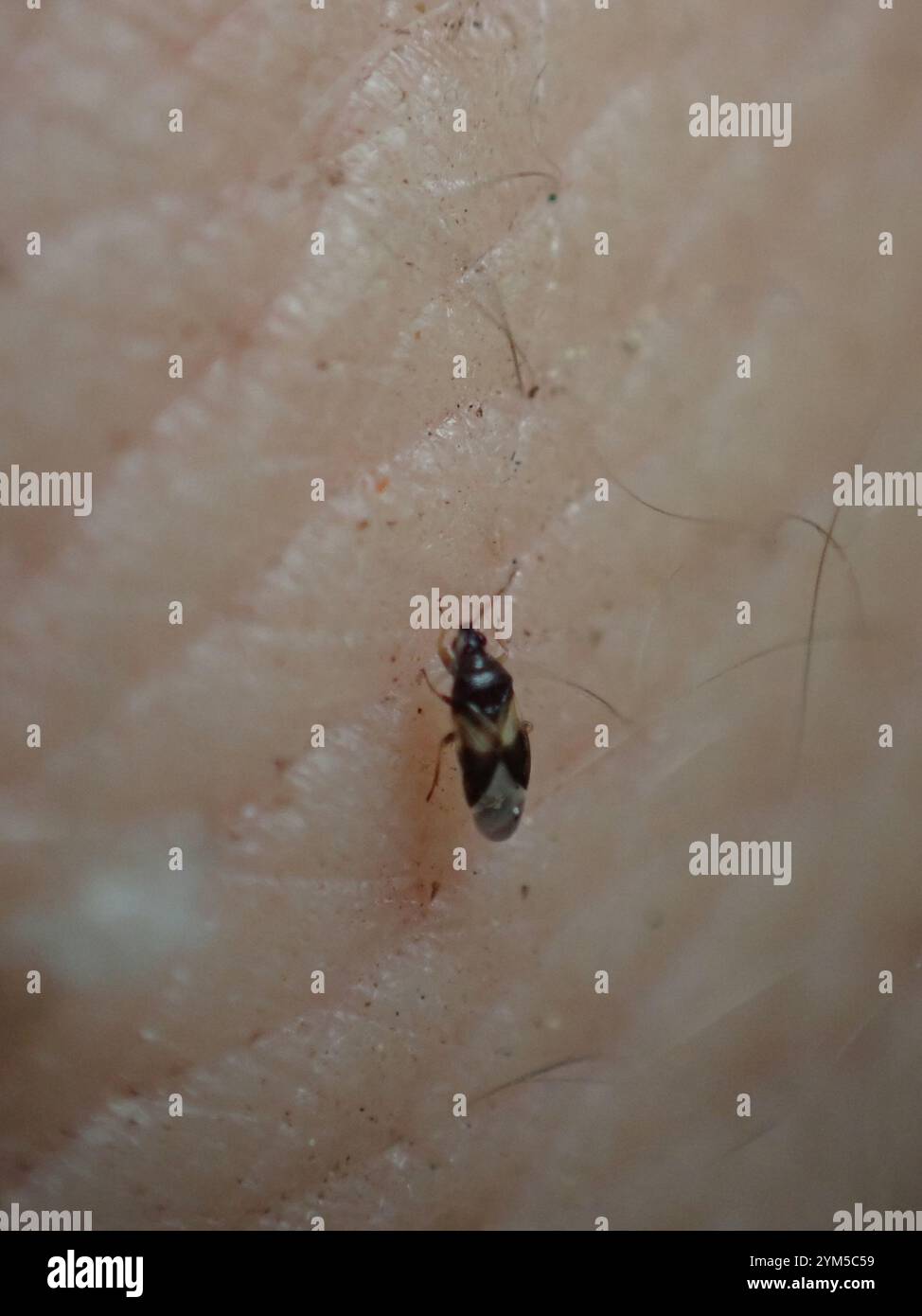 Minute pirate bugs (Anthocoridae Stock Photo - Alamy