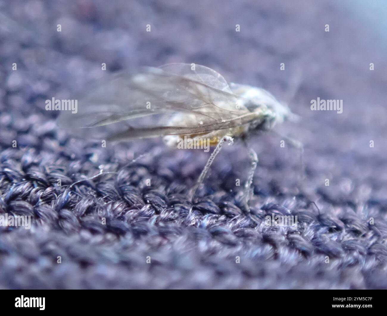 Woolly Aphids (Prociphilus Stock Photo - Alamy