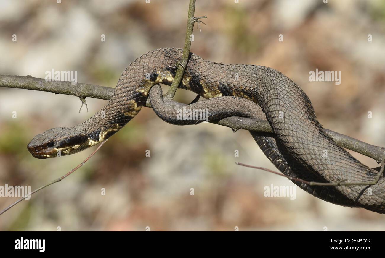 Northern Cottonmouth (Agkistrodon piscivorus Stock Photo - Alamy