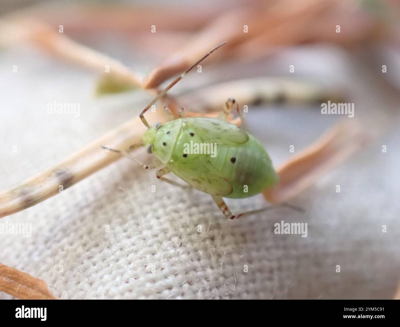 Lygus Bugs (Lygus Stock Photo - Alamy