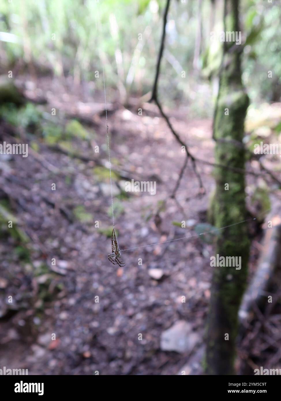 Enamelled spider hi-res stock photography and images - Alamy