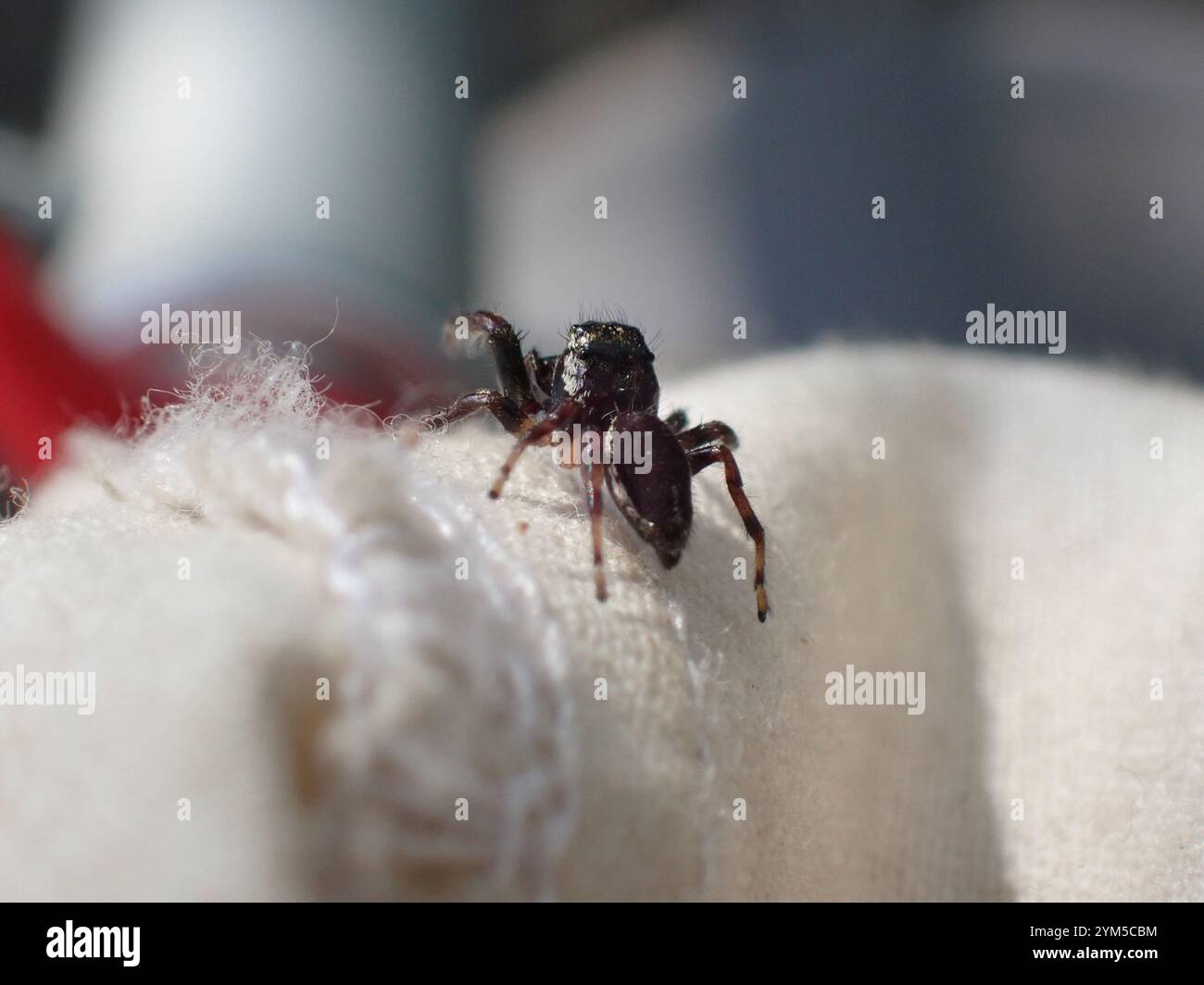 Bronze Jumping Spider (Eris militaris Stock Photo - Alamy