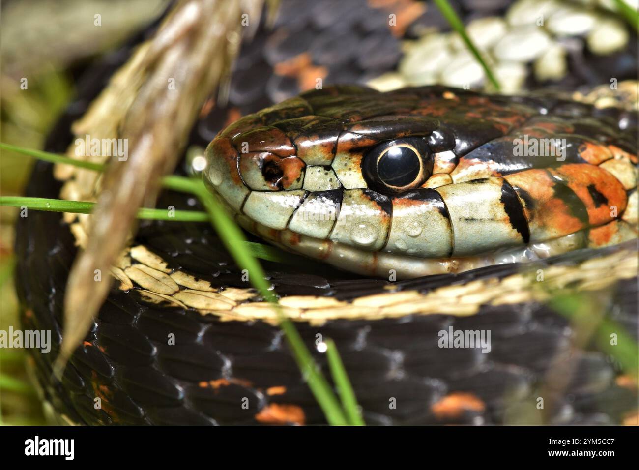 Common Garter Snake (Thamnophis sirtalis Stock Photo - Alamy
