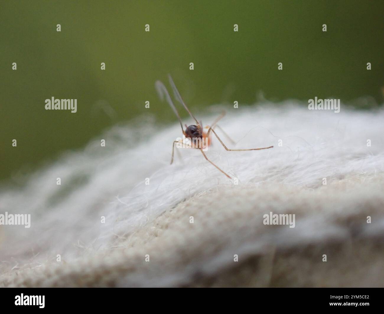 Fungus Gnats and Gall Midges (Sciaroidea Stock Photo - Alamy