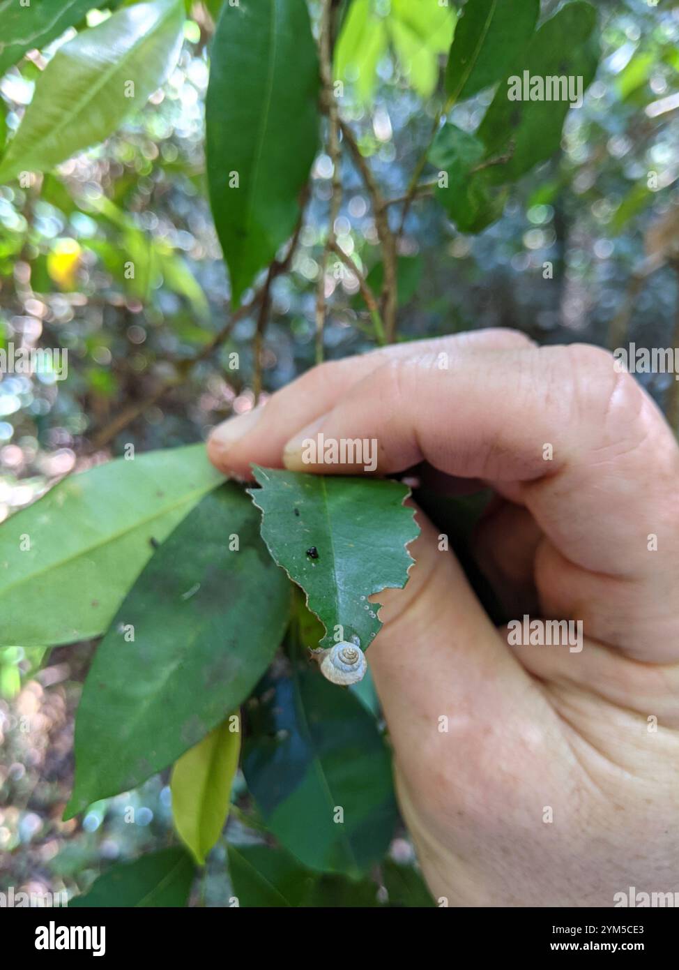 Southern Conical Pinwheel Snail (Hedleyoconcha delta Stock Photo - Alamy