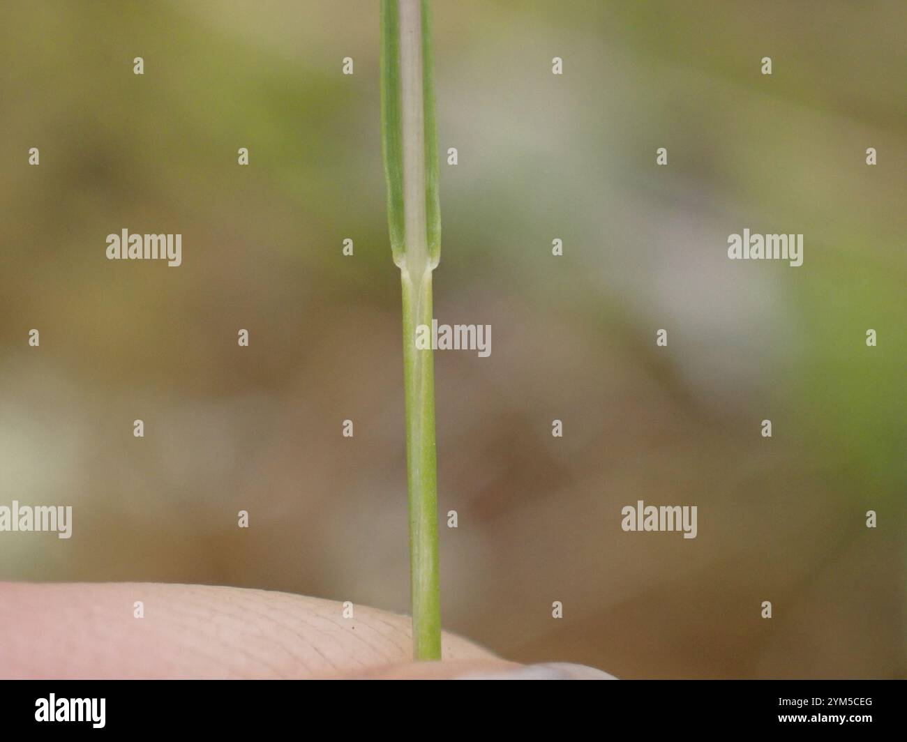 Saltgrass (Distichlis spicata Stock Photo - Alamy