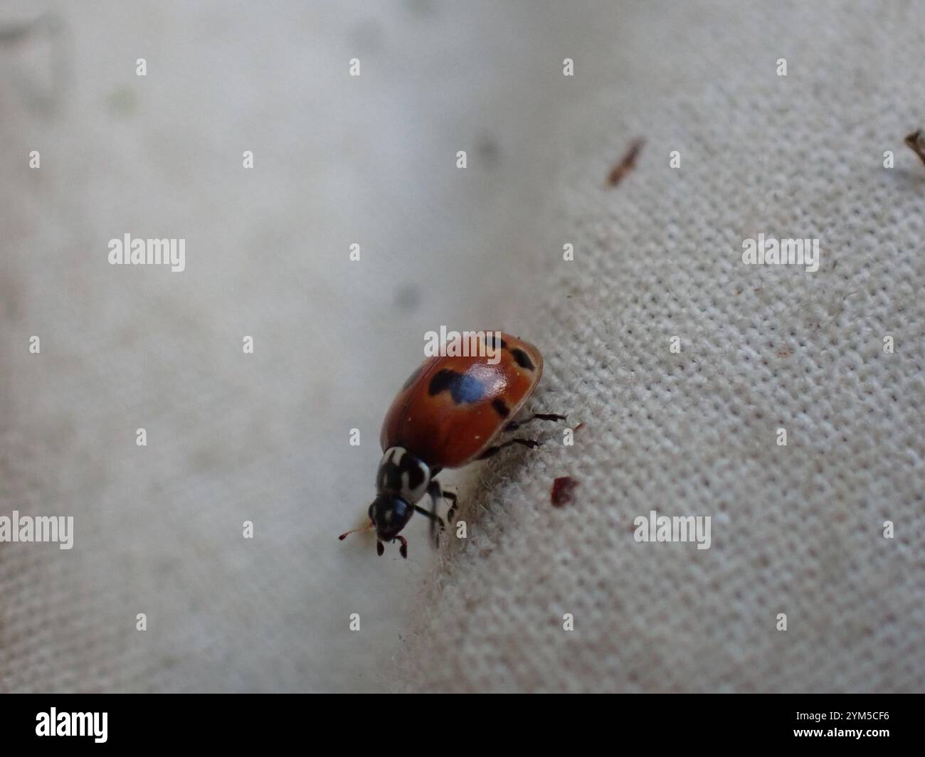 Two-spotted Lady Beetle (Adalia bipunctata Stock Photo - Alamy