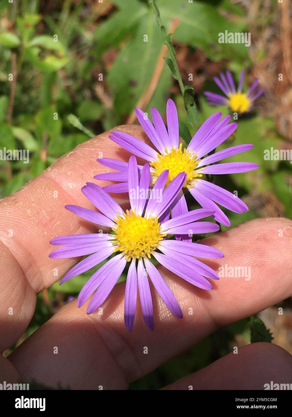 late purple aster (Symphyotrichum patens Stock Photo - Alamy